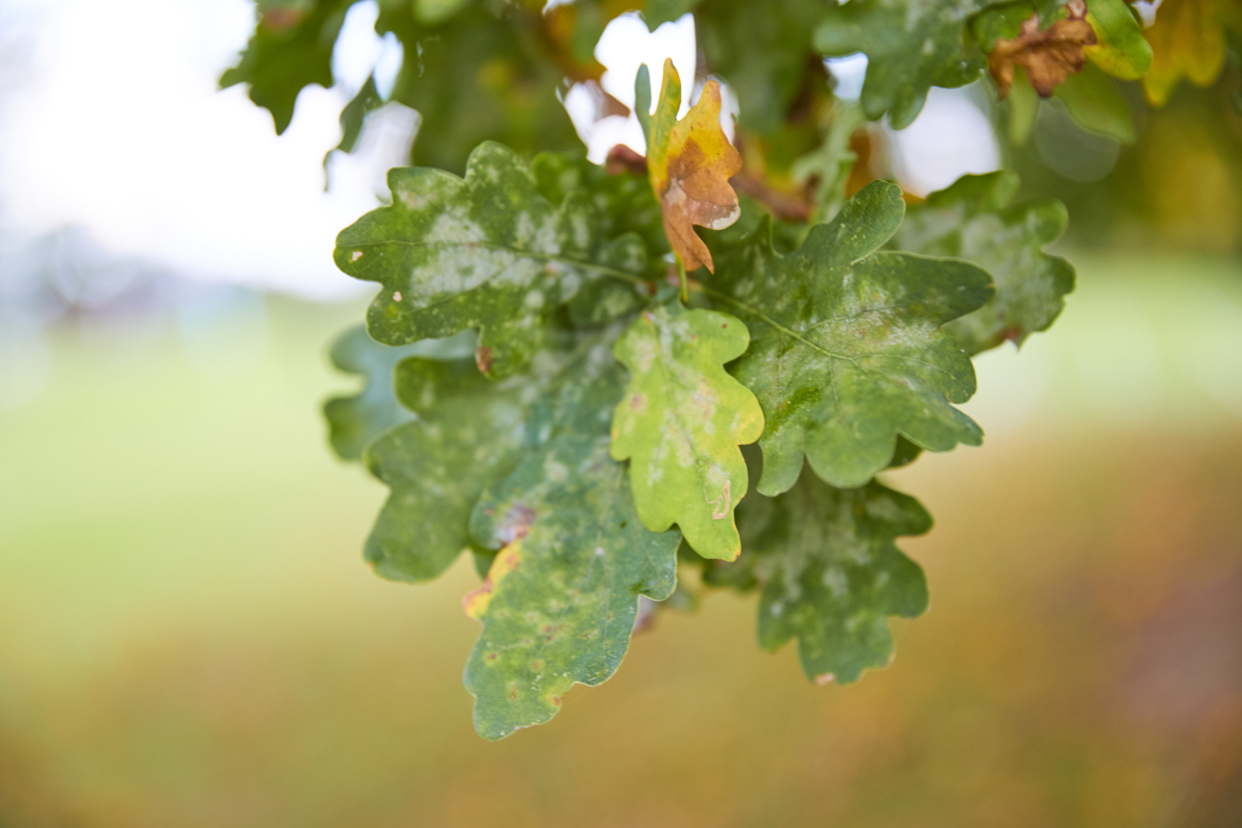 Gender Pay Gap - Haileybury